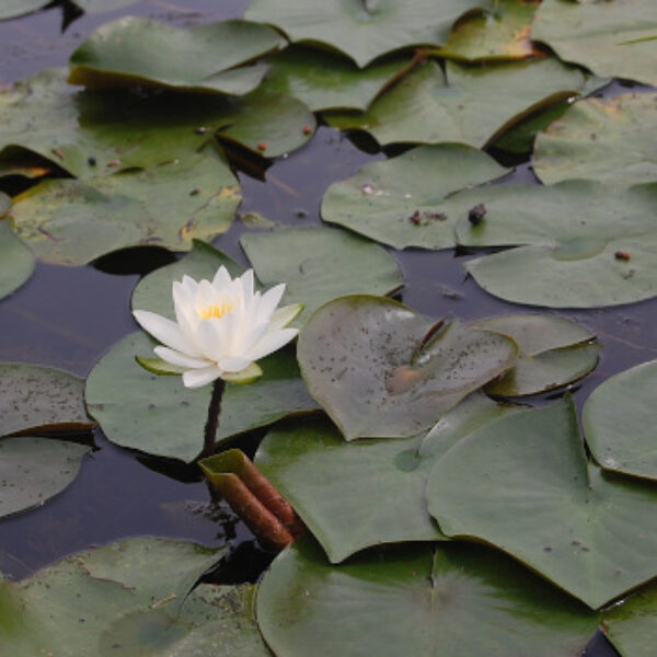 Sub-Aquatic – Green Mountain Natives