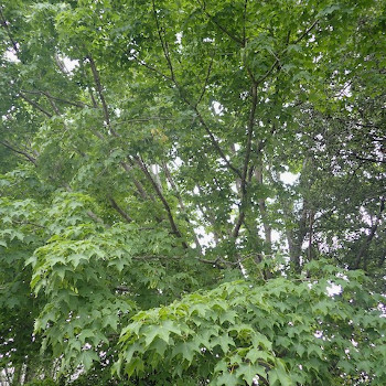 Maple, sugar – Green Mountain Natives