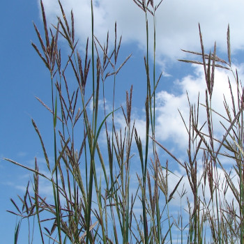Big bluestem – Green Mountain Natives