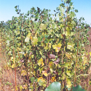 Eastern cottonwood – Green Mountain Natives