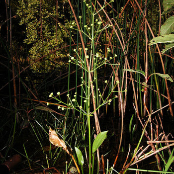 Northern water plantain – Green Mountain Natives