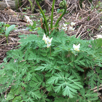Dutchman’s breeches – Green Mountain Natives