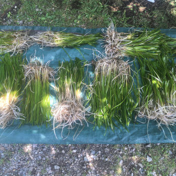 Sub-Aquatic – Green Mountain Natives