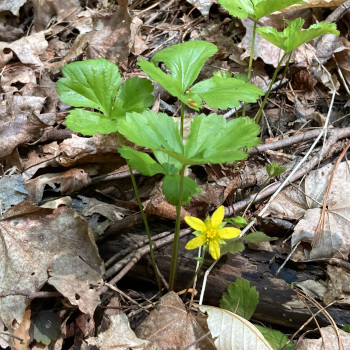 Barren Strawberry – Green Mountain Natives